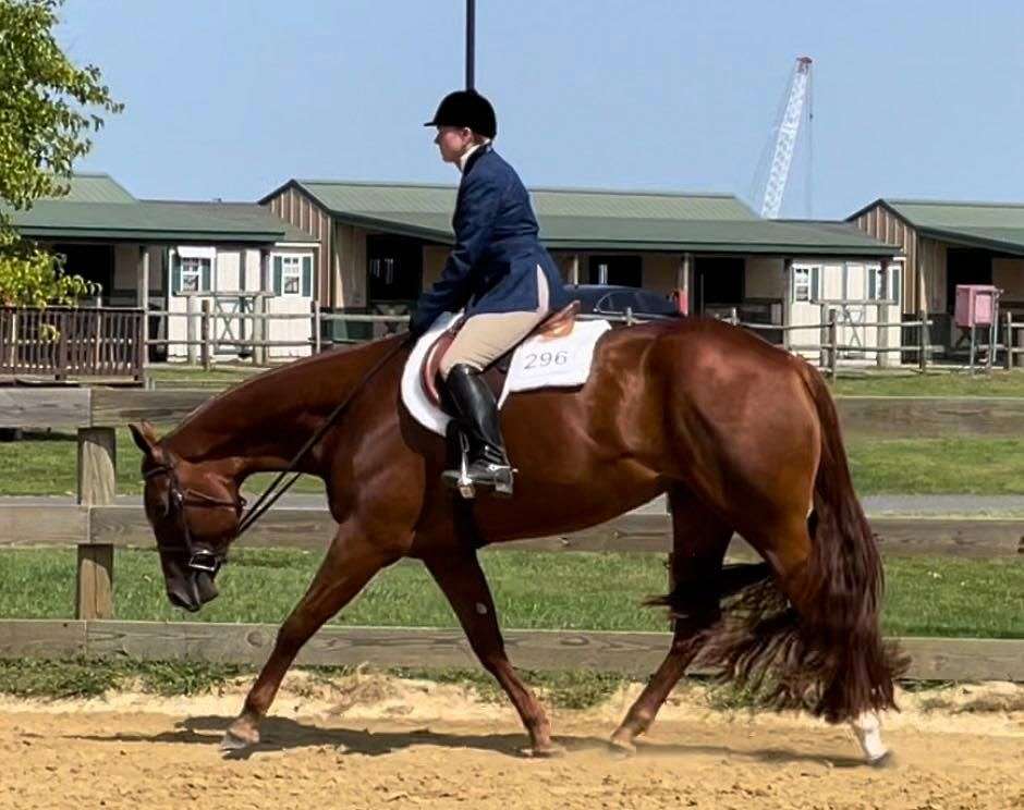 HD Performance Horses