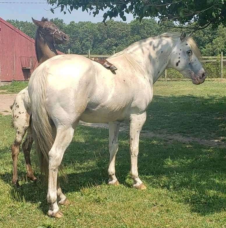 DREA Snowyrock Ghost, Foundation Bred, Guaranteed Color
