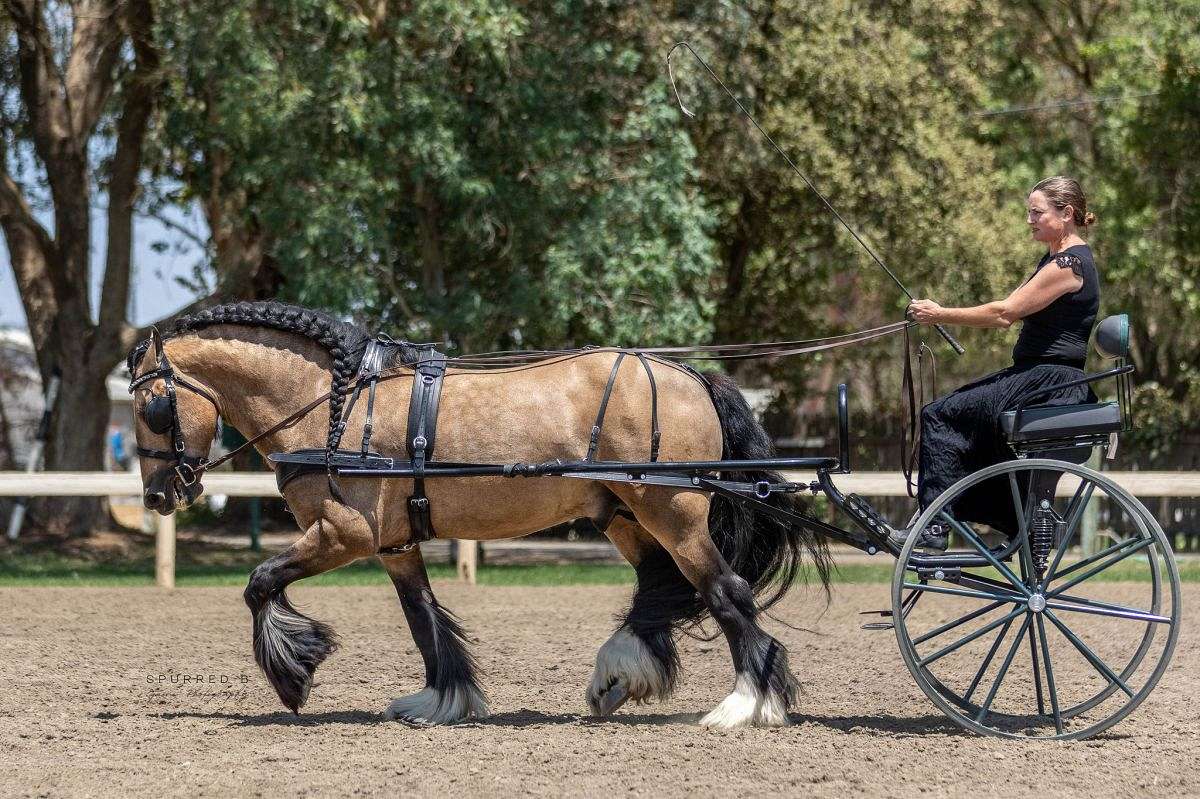 National Champion- High Point Performance Buckskin Gypsy Vanner