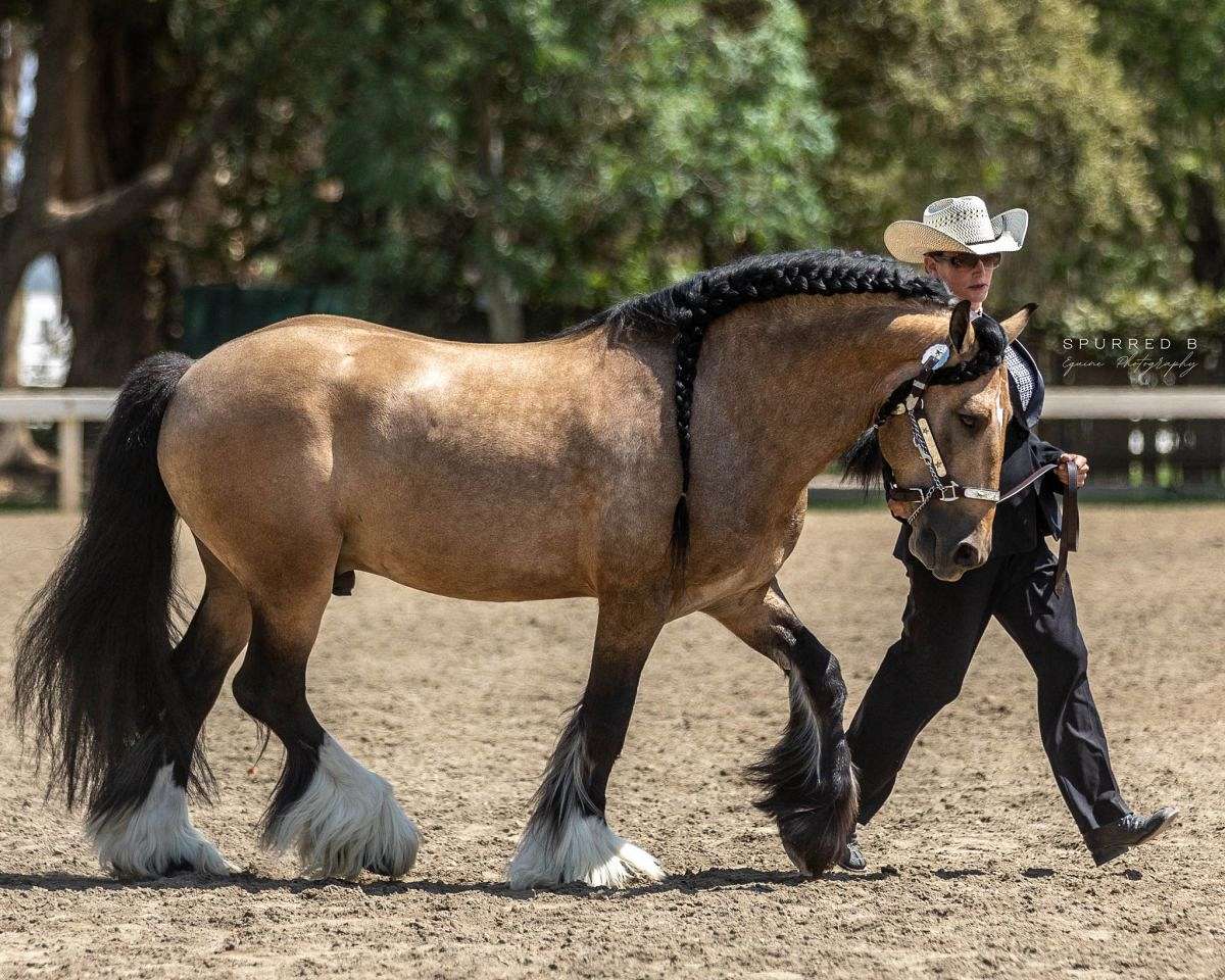 National Champion- High Point Performance Buckskin Gypsy Vanner