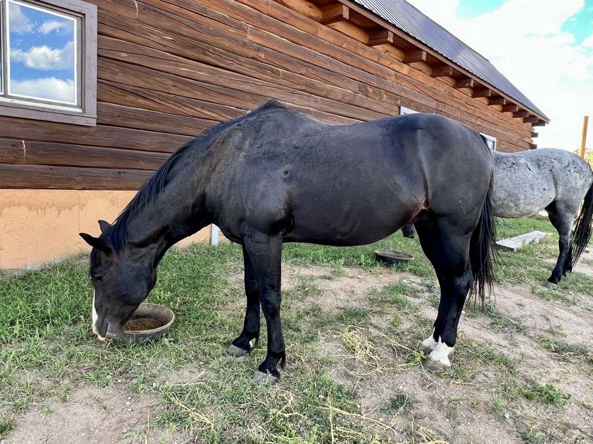 2023 Live Cover Blue Valentine Stallion