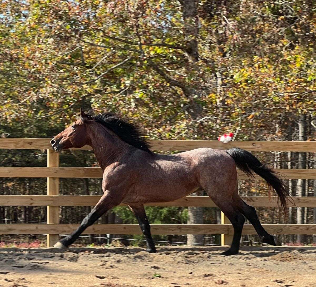 Knabstrupper stallion: Camel De Vay