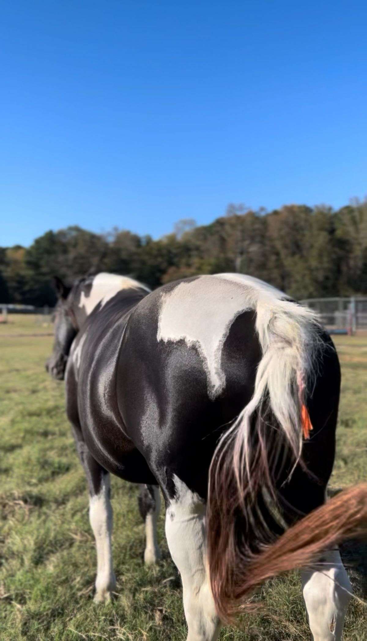 APHA Stallion at Stud