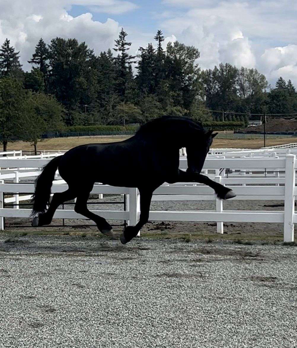 16.3H Imported Ster Friesian Stallion