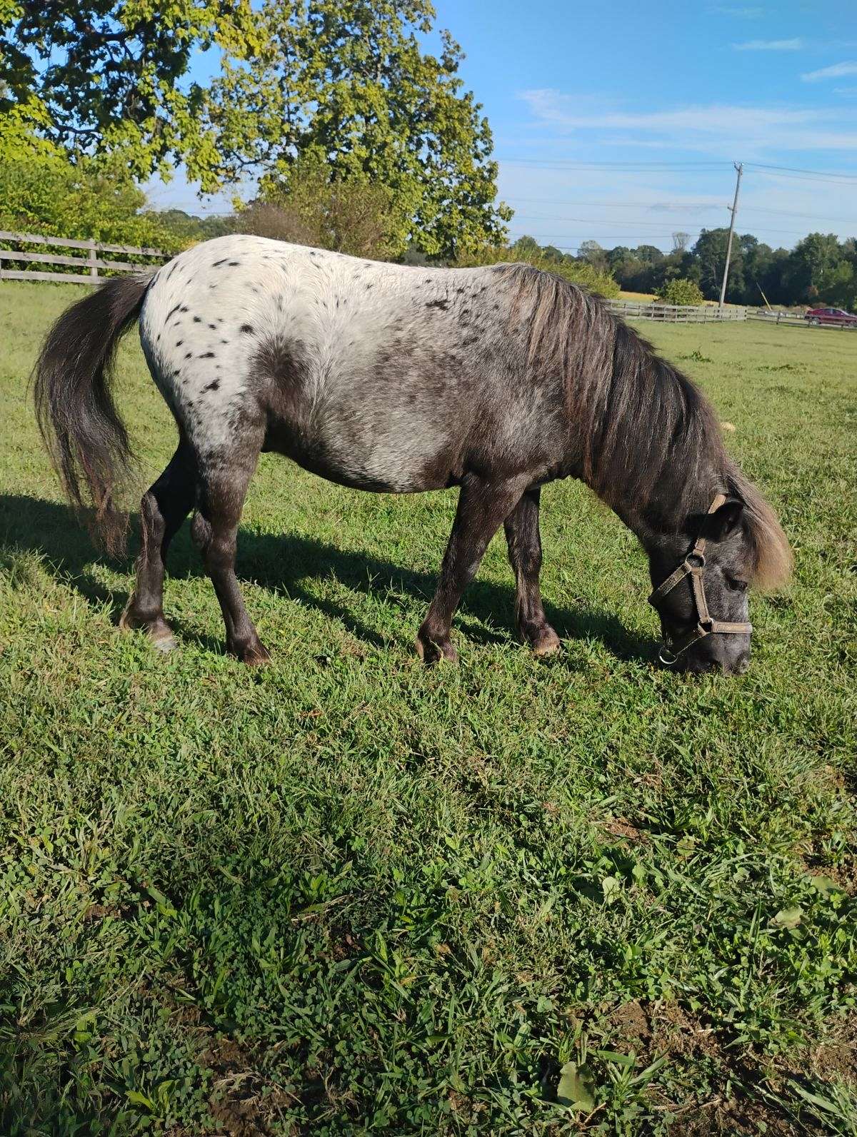Roan Leopard appaloosa triple registered falabella stallion