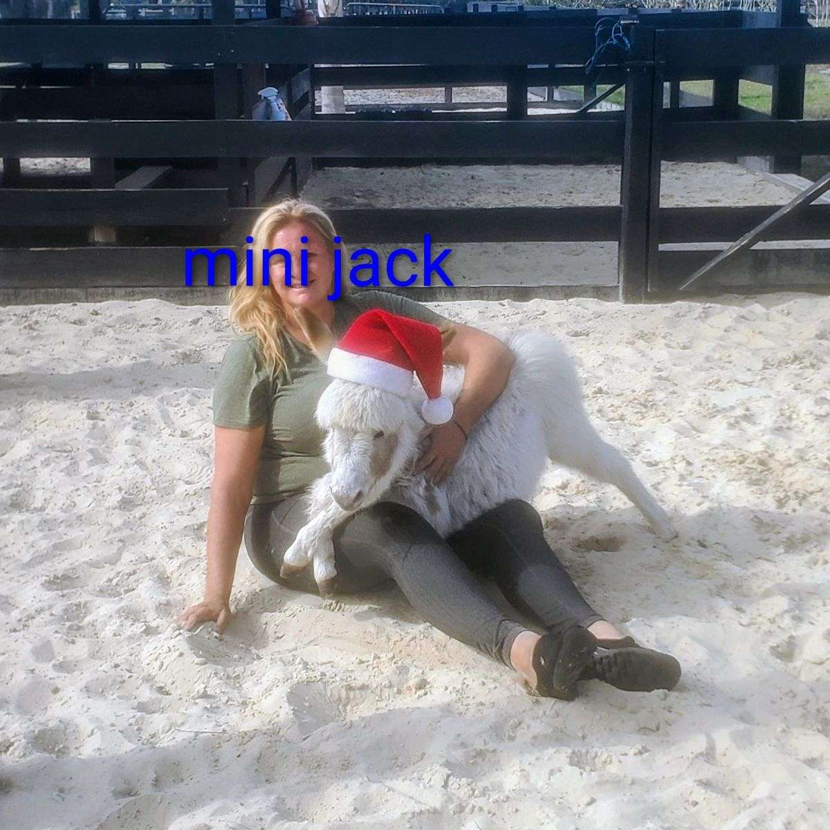 Amazing Babys Little Miniature Donkeys Family Pets