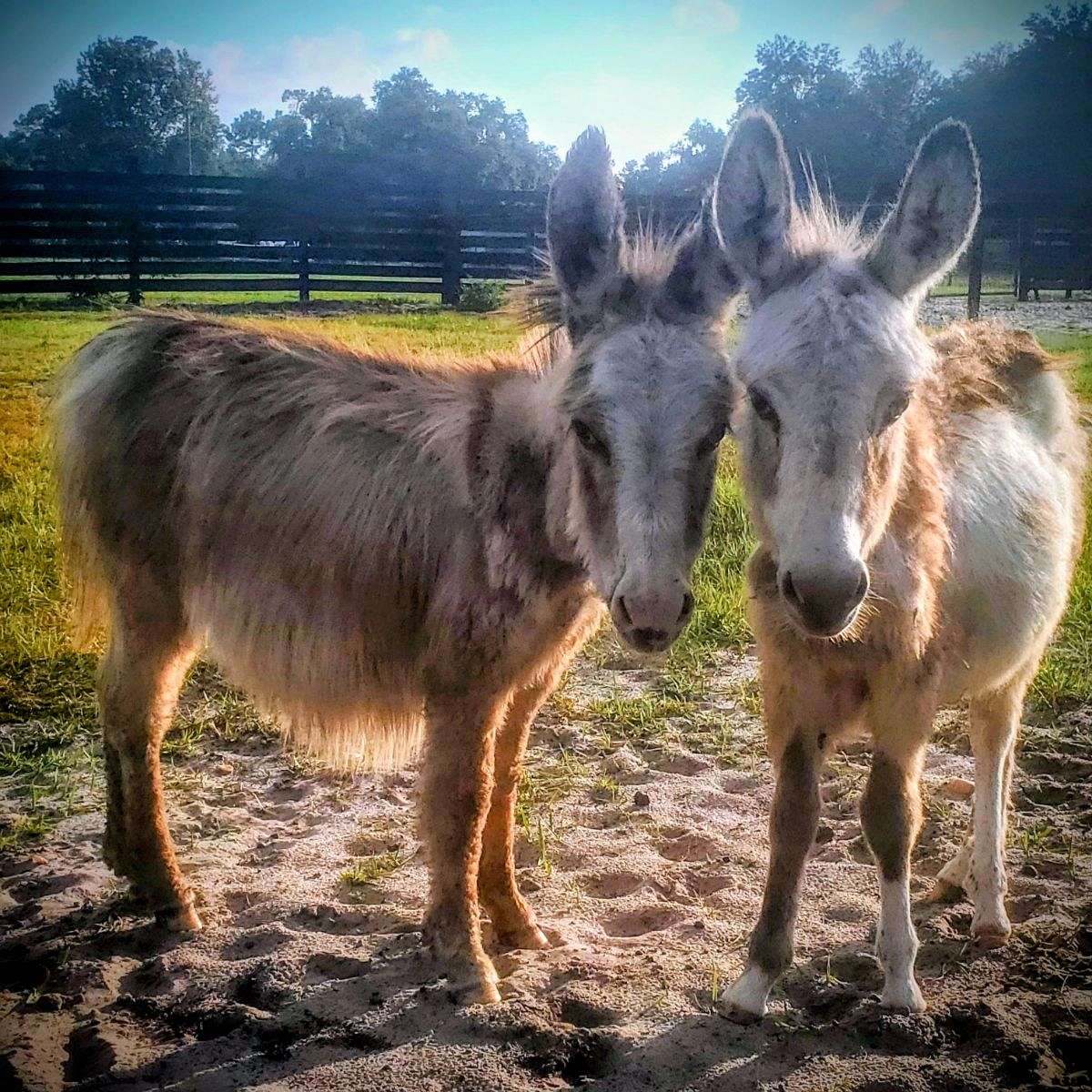 Babys Micro Miniature Jack n Jack Donkeys Quality Family Pets