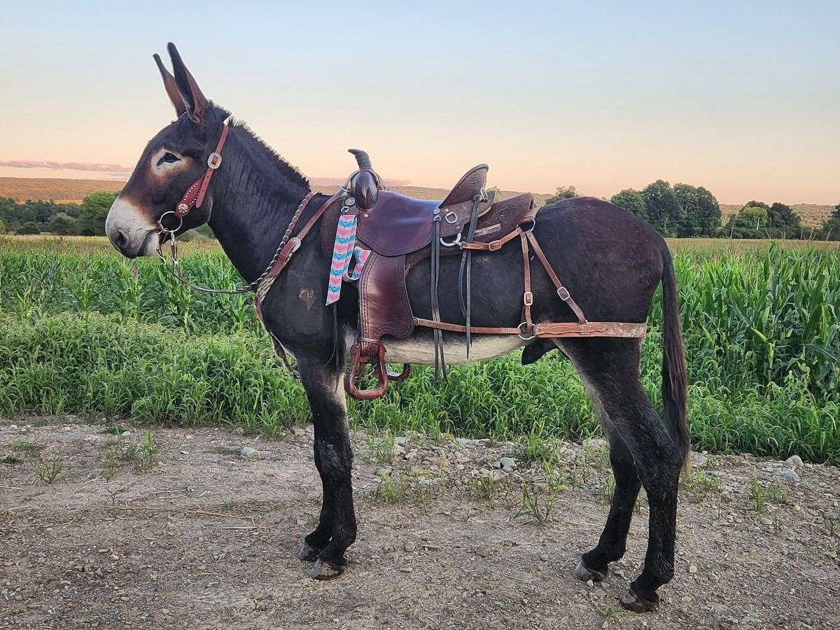 Nasmda Mammoth Jack Donkey for Stud