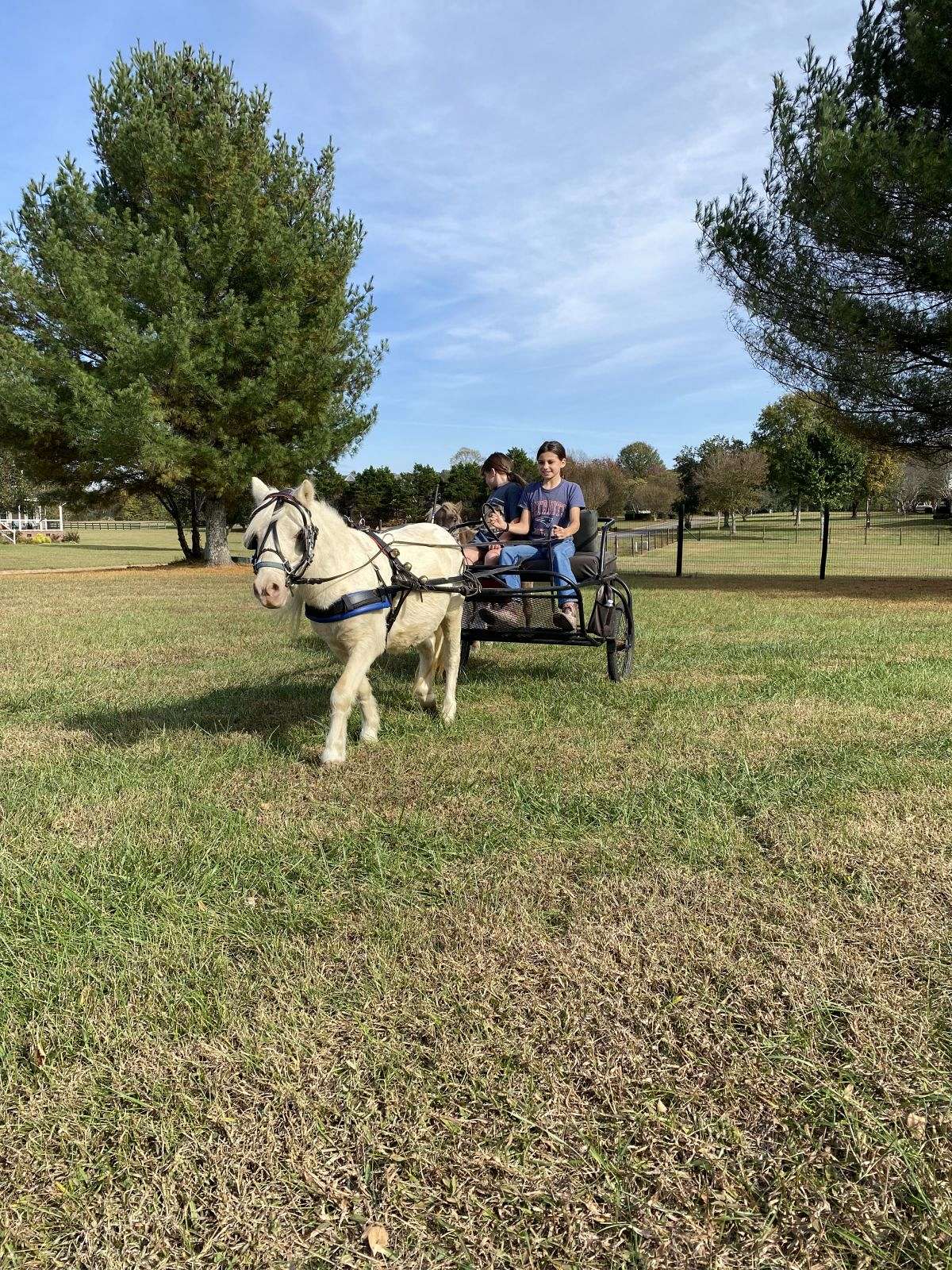 Cremello Pony Stallion at Stud