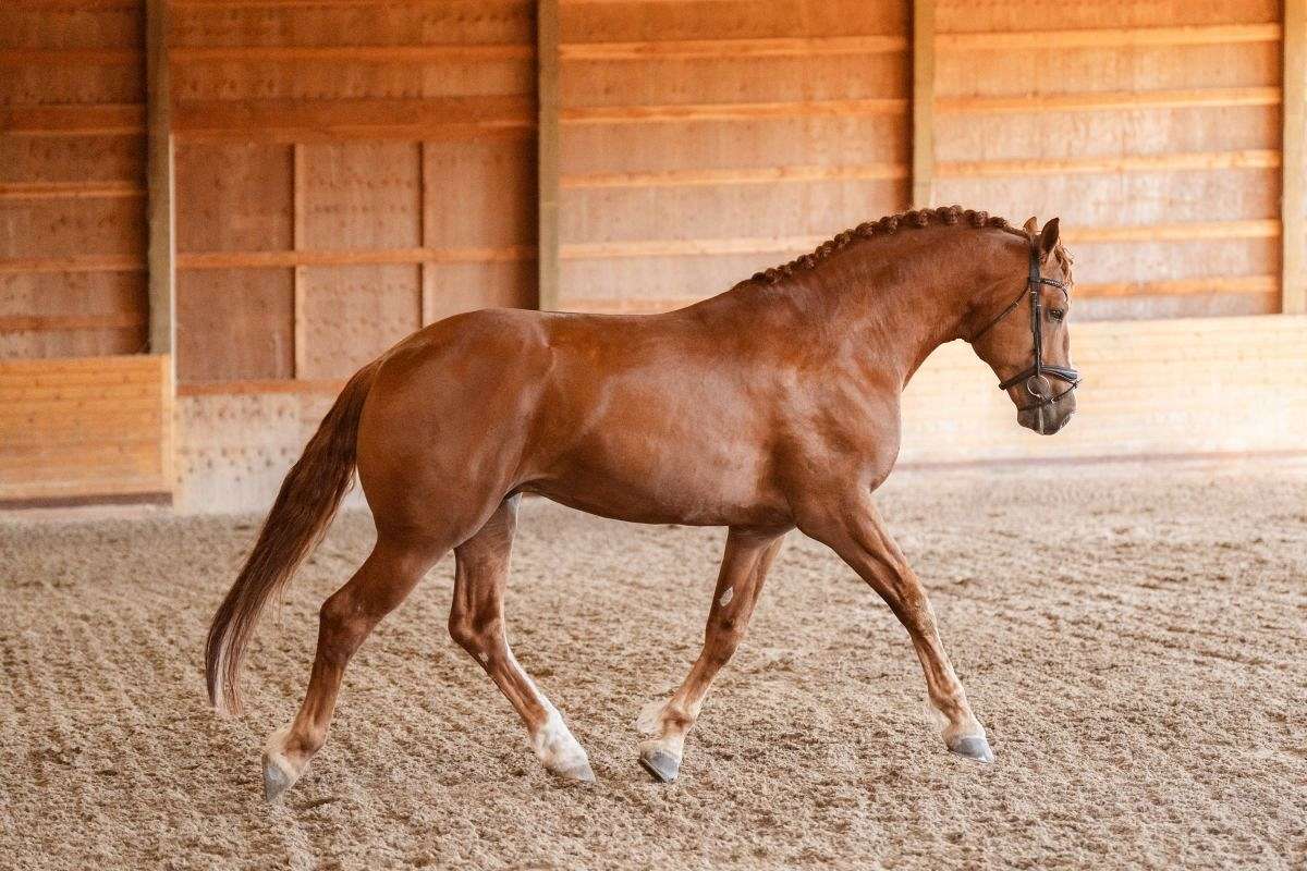 Irish Performance Breeding without Compromise