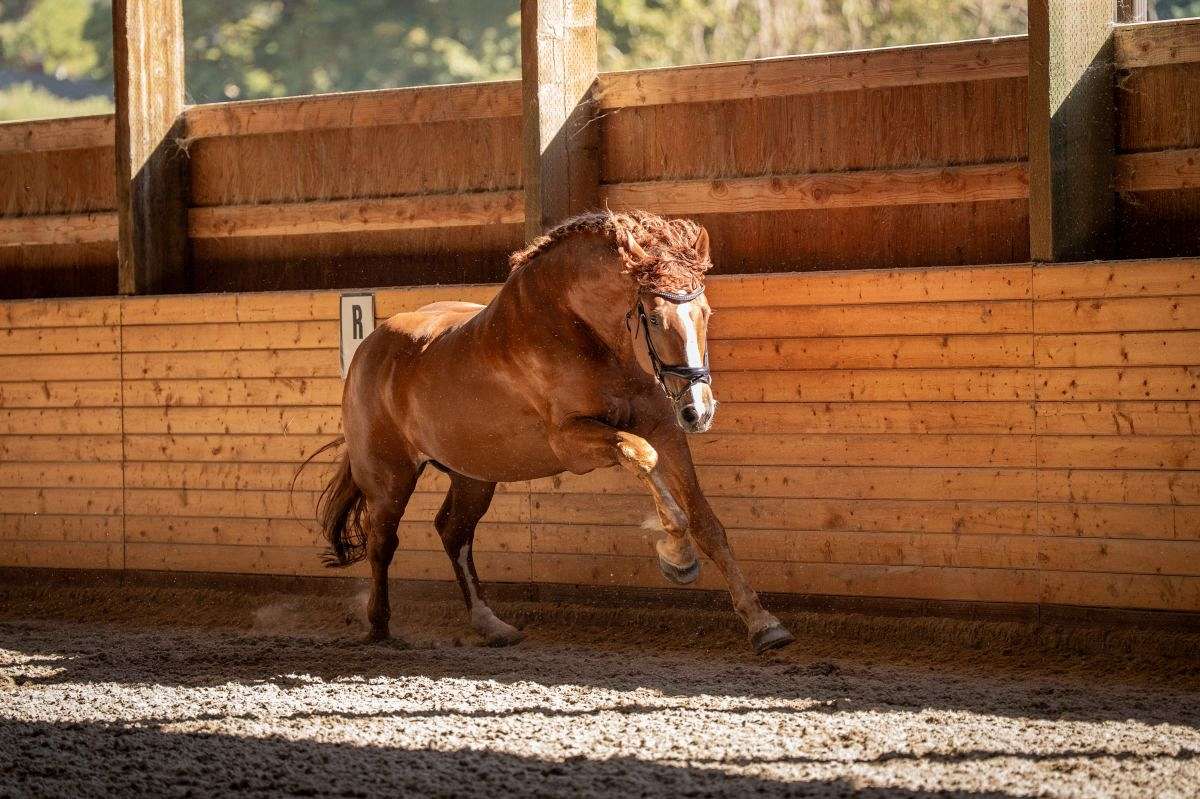 Irish Performance Breeding without Compromise