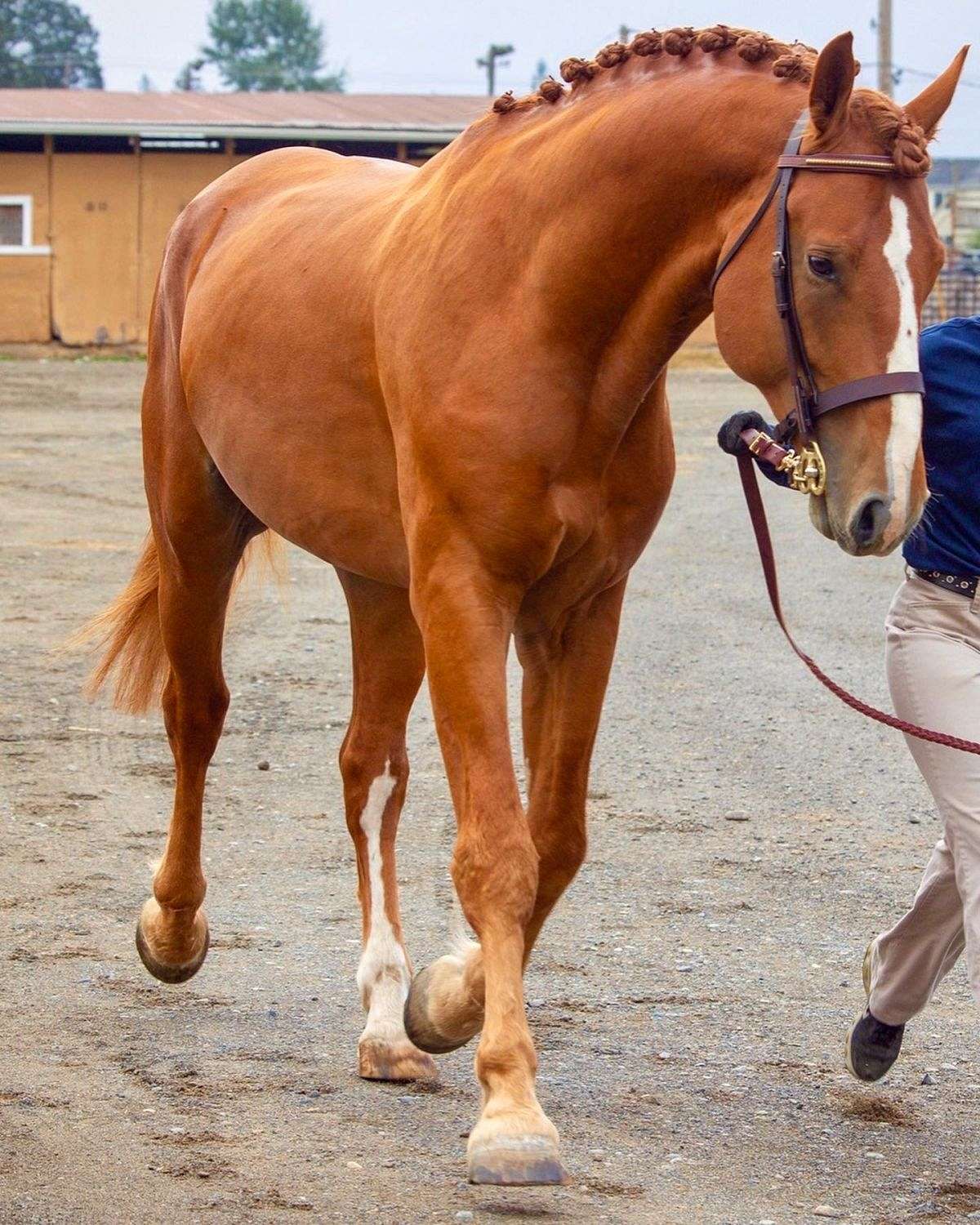 Irish Performance Breeding without Compromise