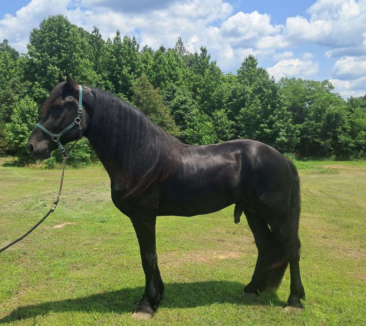 Imported Canadian Bred Percheron Stallion