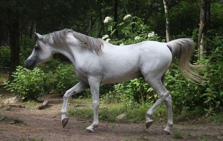 Straight Egyptian Arabian Stallion - Outcross and Old Blood up CLOSE