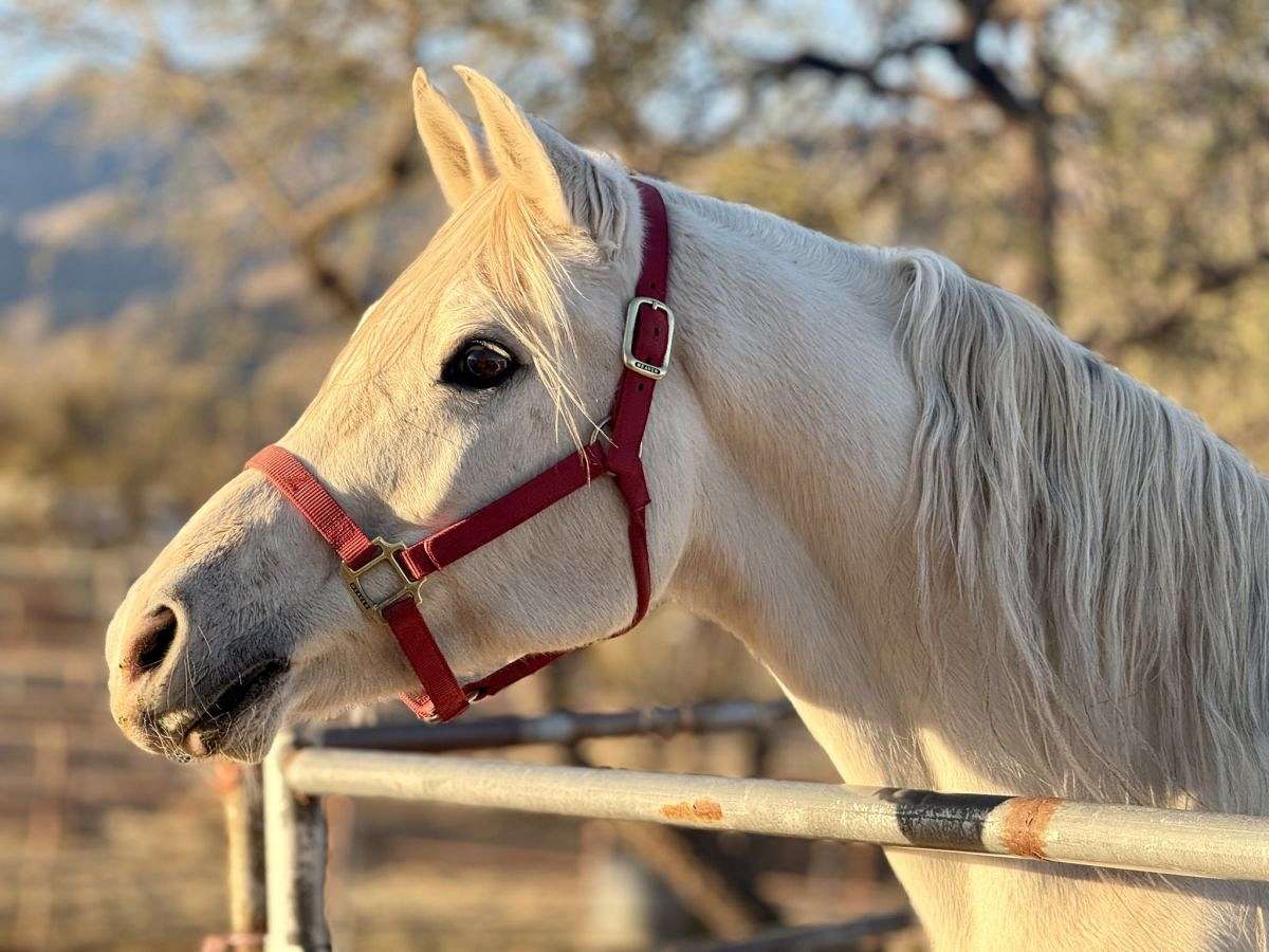 Straight Egyptian Arabian Stallion - Outcross and Old Blood up CLOSE