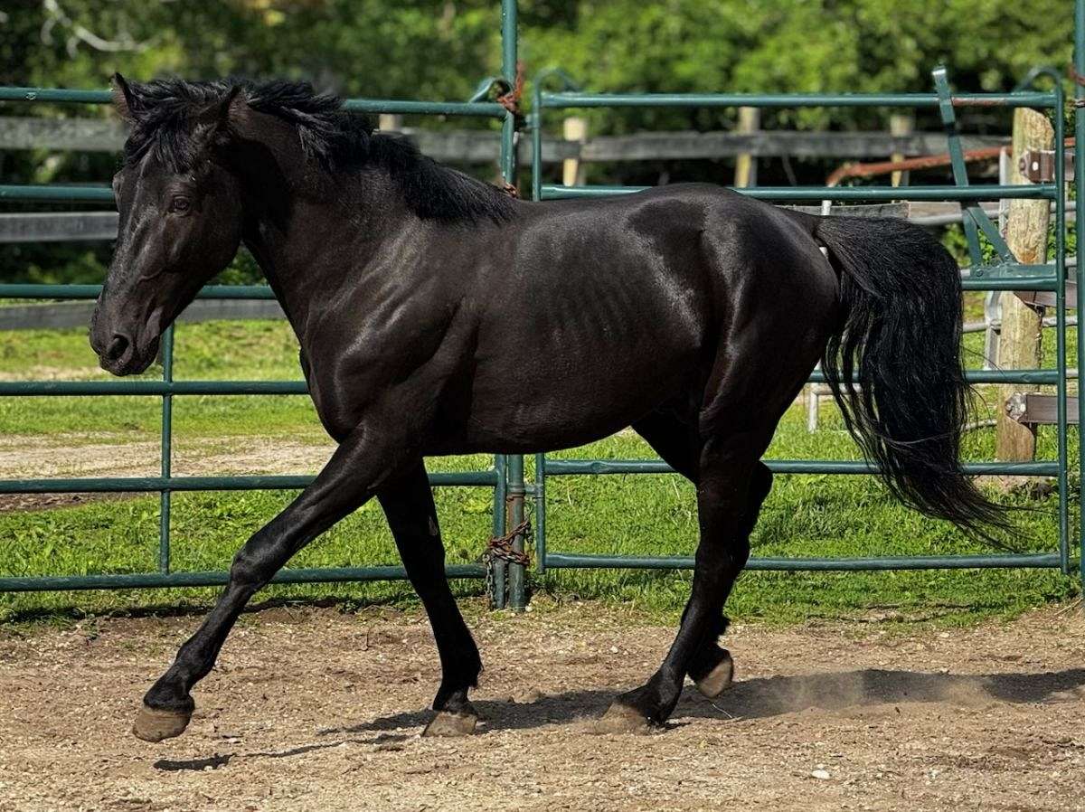 10 Hall of Famers. 2 World Grand Champions. One legendary bloodline.