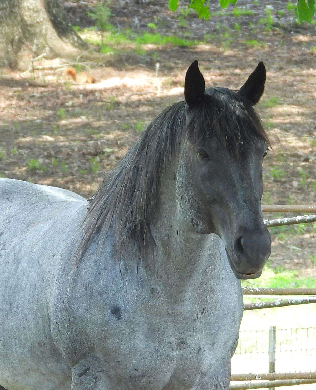 Blue roan stallion. Blue Valentine bred.
