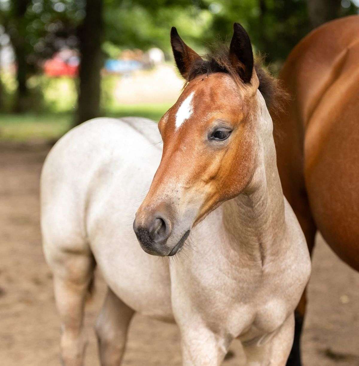 Dual Smart Rey X Ginger Pepto $99,464 & PE - $208,768 by Peptoboonsmal