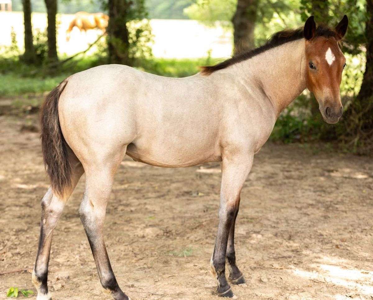 Dual Smart Rey X Ginger Pepto $99,464 & PE - $208,768 by Peptoboonsmal