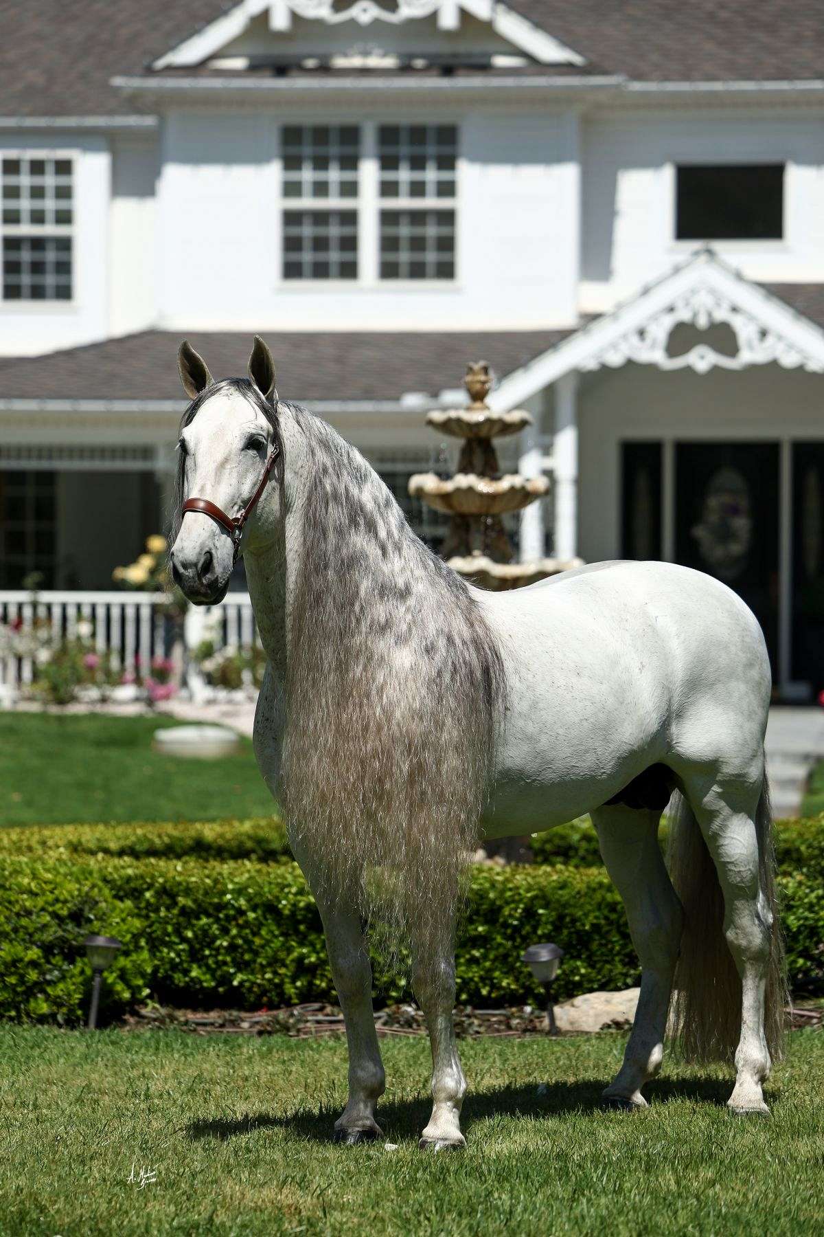 Fandango BF Grey PRE Stallion at Stud