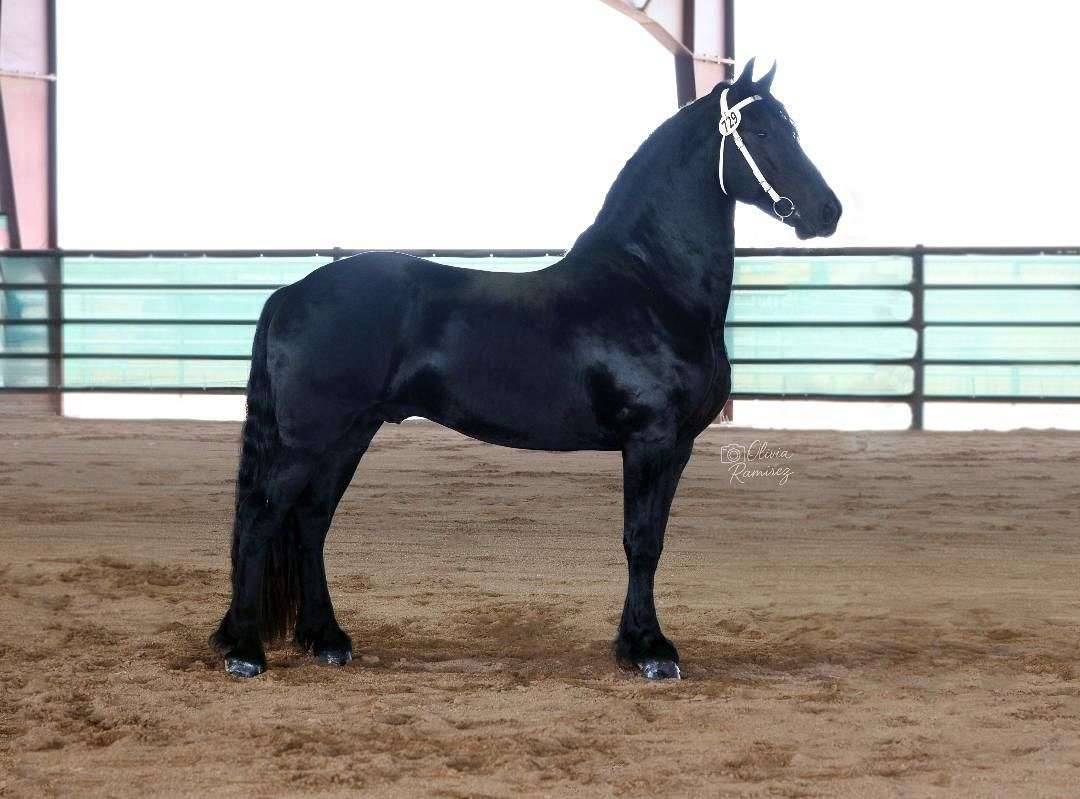 Friesian Stallion at Stud for 2026