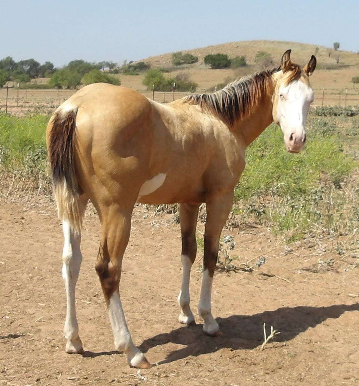 Splash Reining & Performance bred.