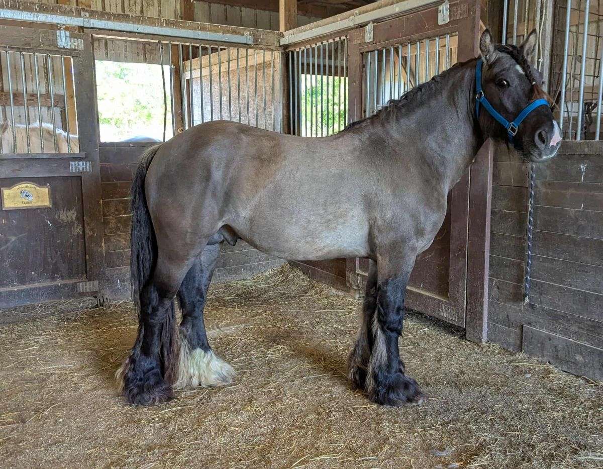 Grulla gypsy vanner stallion for stud