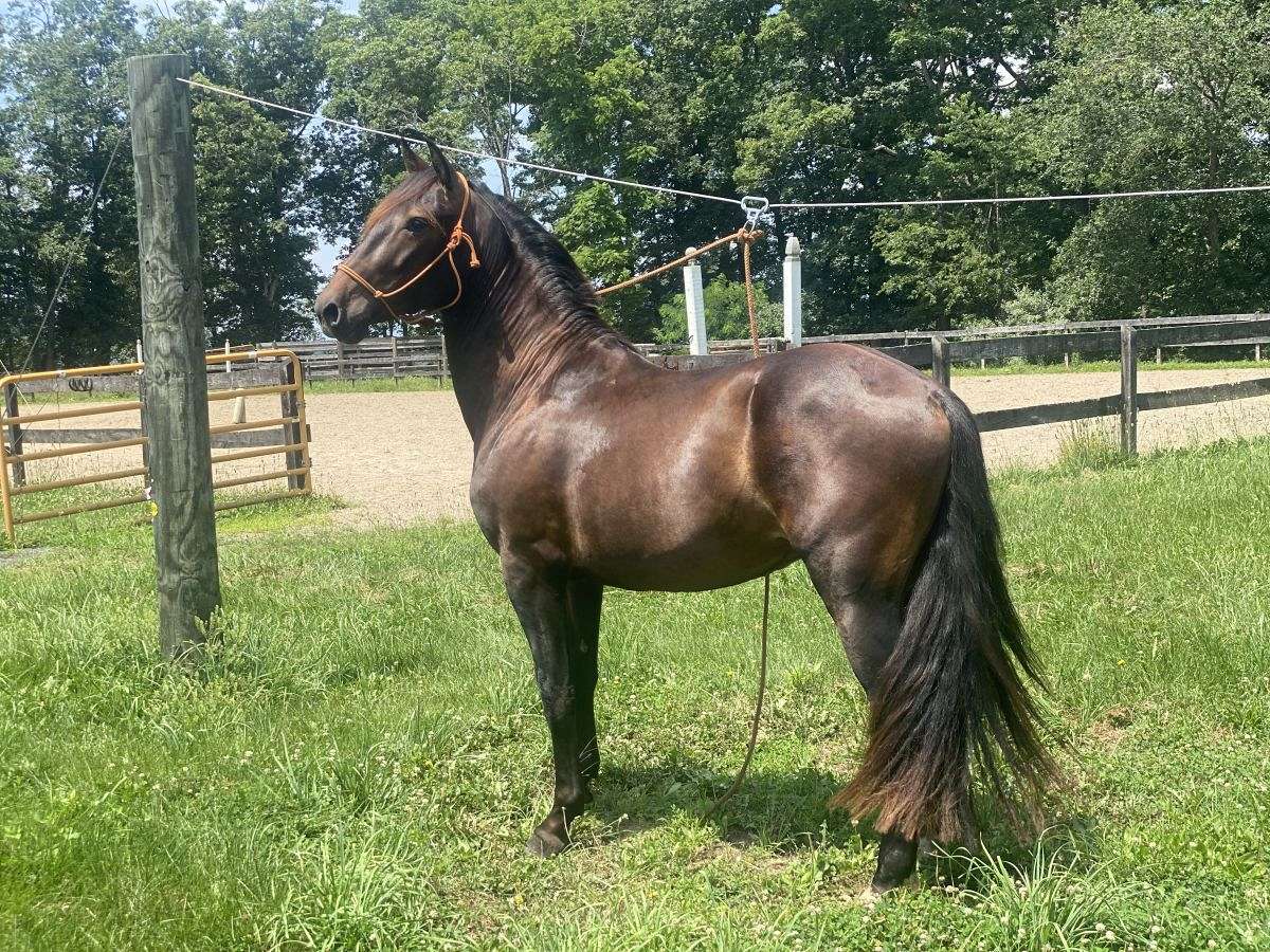 ANCCE Romeo 2022 at stud