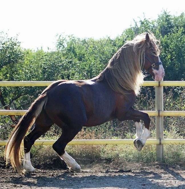 Gorgeous 16.2+H Chestnut w/flaxen and chrome purebred Irish Stallion