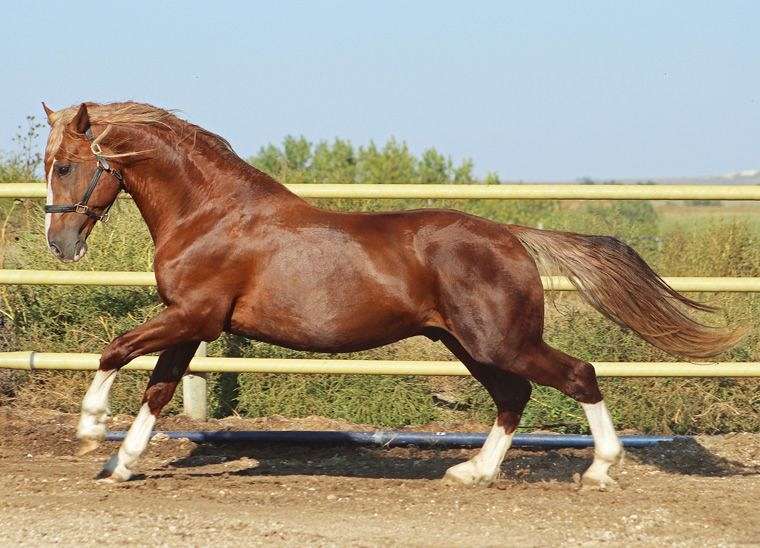 Gorgeous 16.2+H Chestnut w/flaxen and chrome purebred Irish Stallion