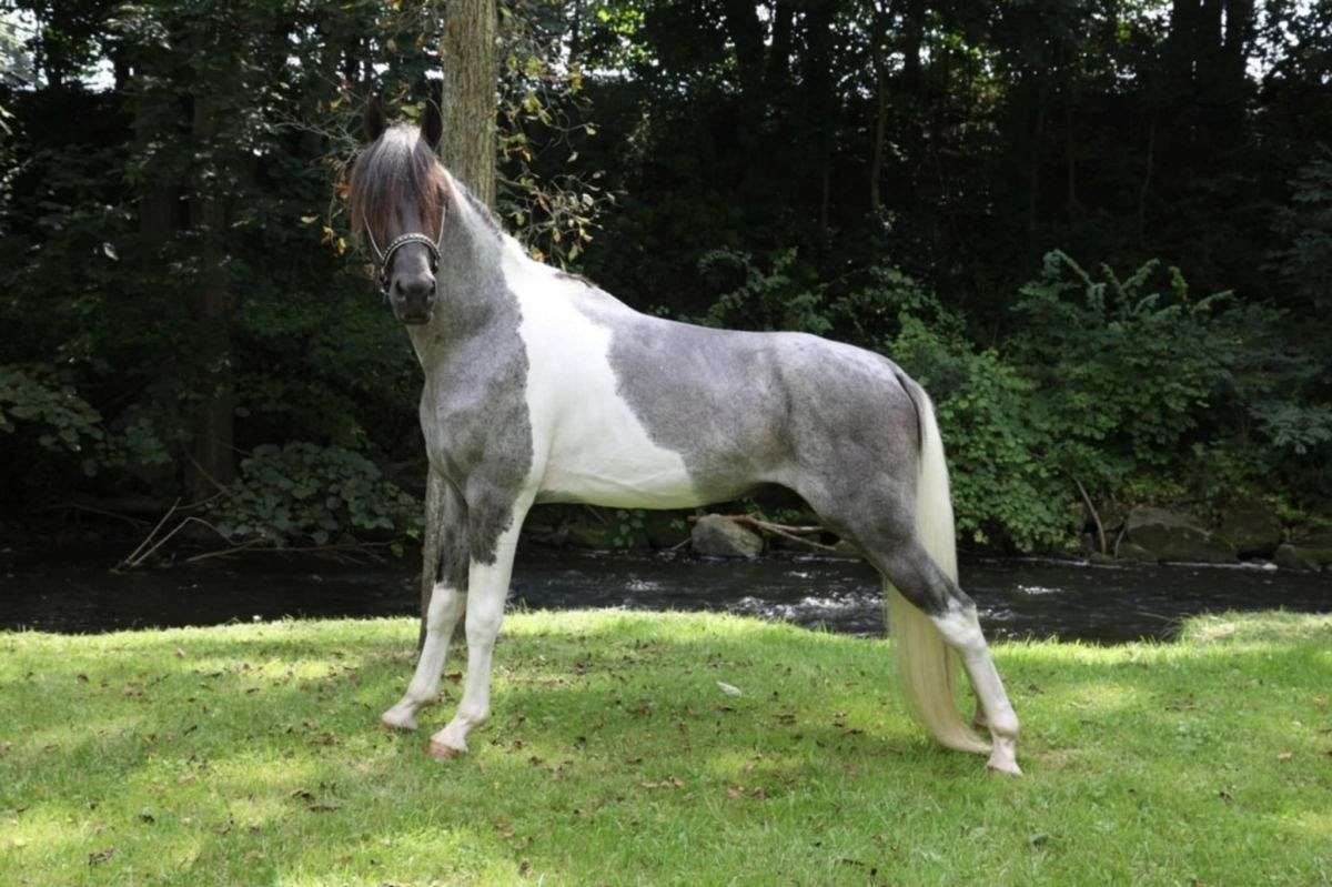 Smokie Blue Roan Tobiano