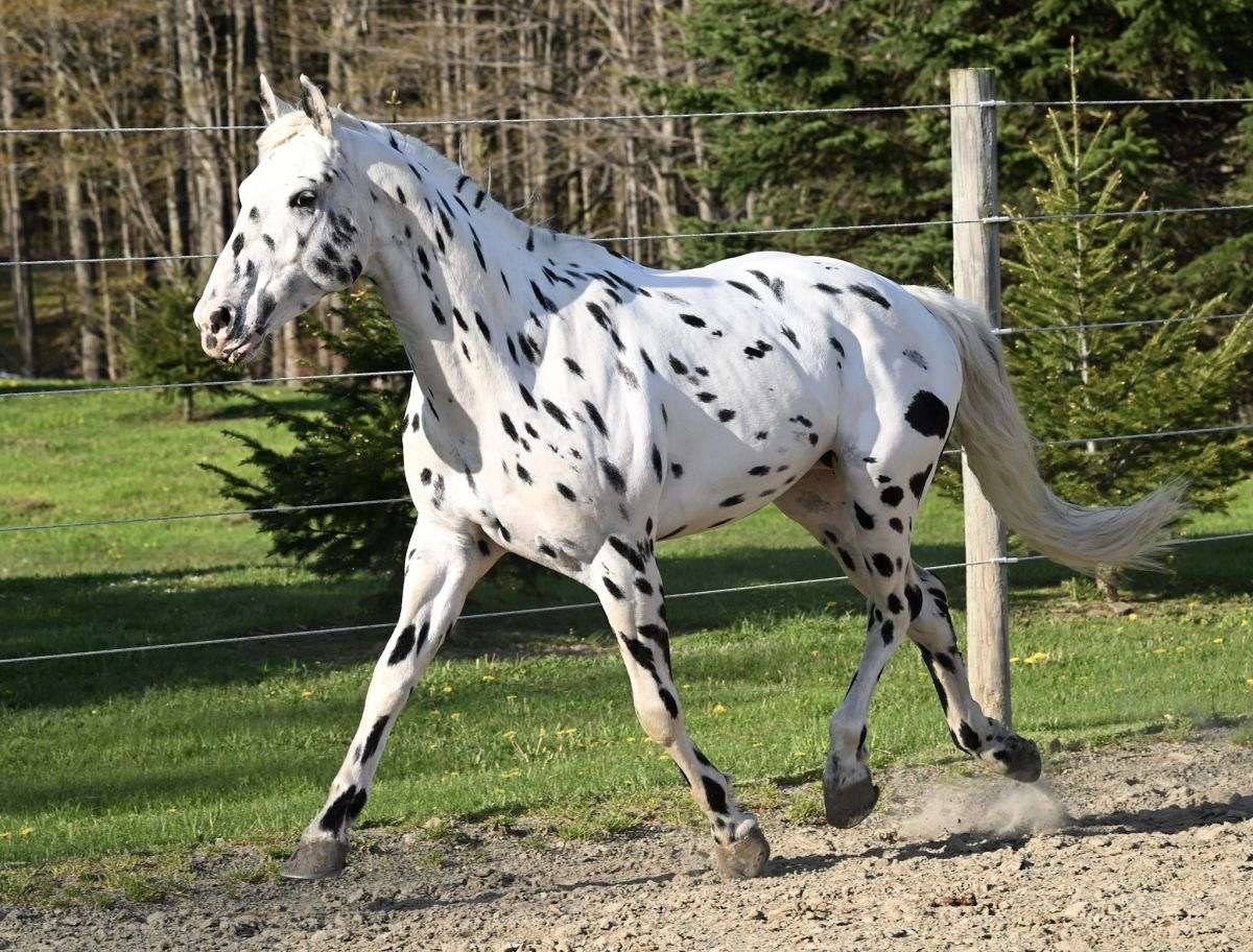 Galaxy's Orbit of Lar