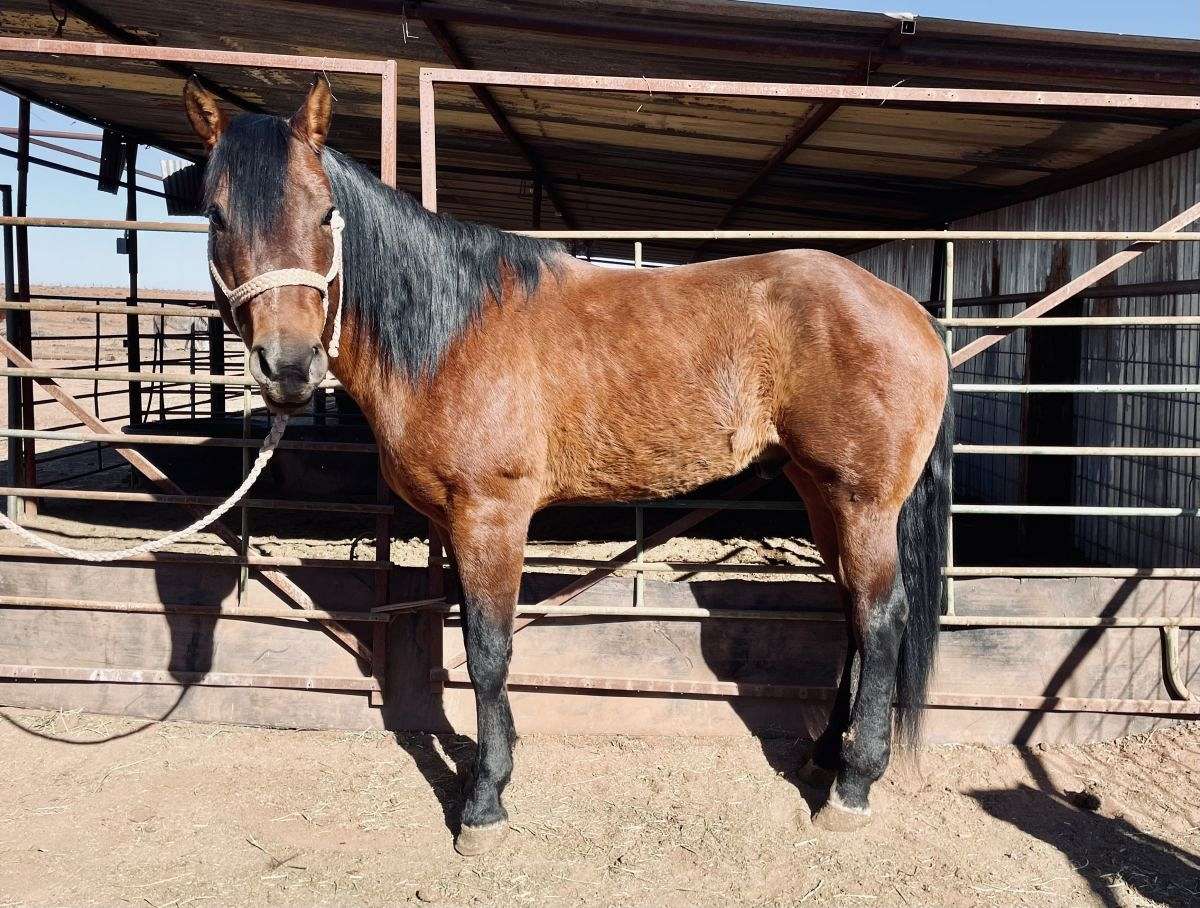 J heart cedar wood 2019 stallion