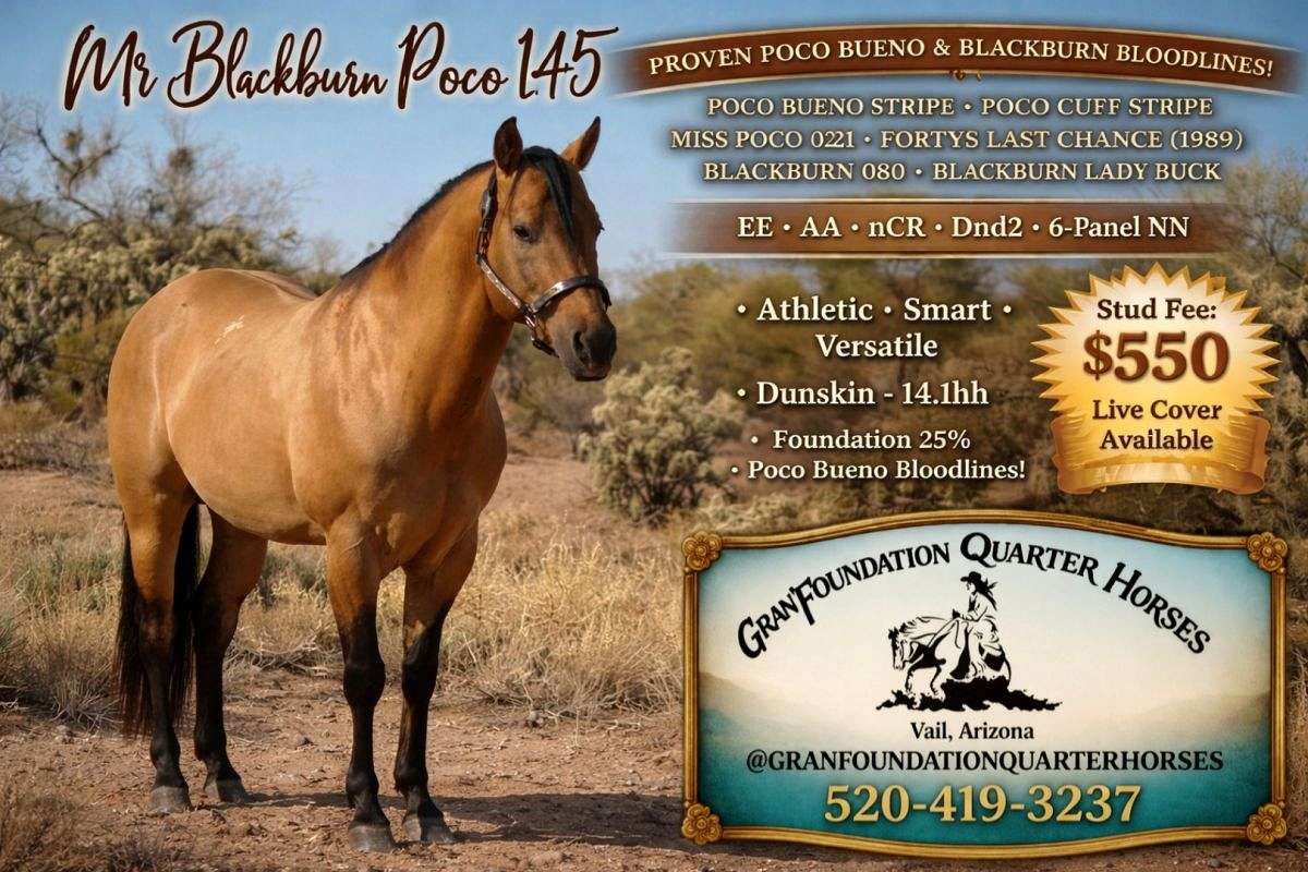 AQHA Dunskin Stallion