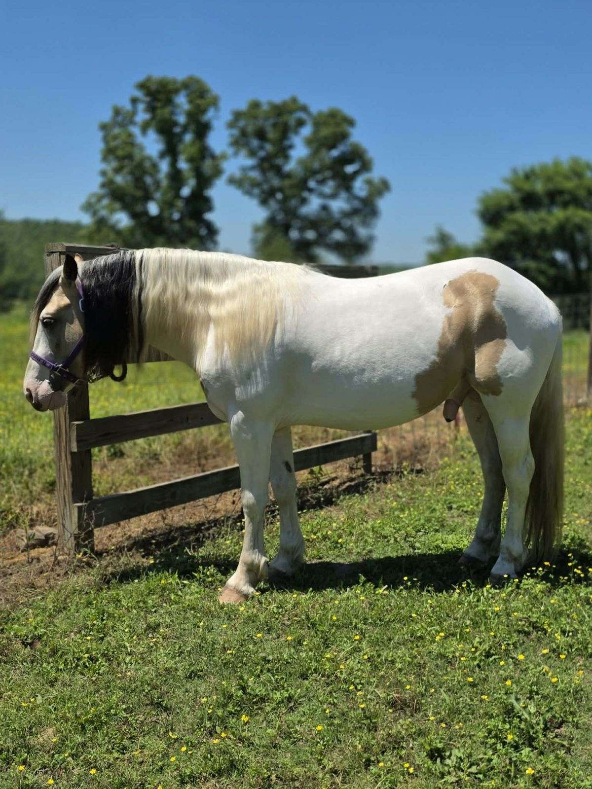 Buckskin Spotted Draft stallion