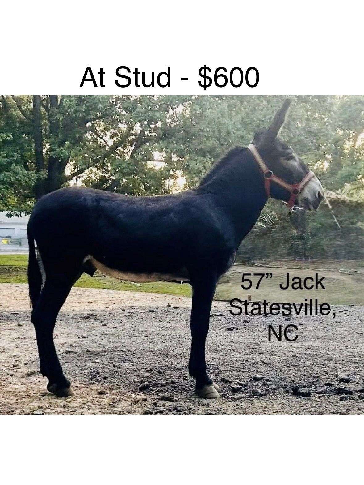 57” mammoth Jack at stud