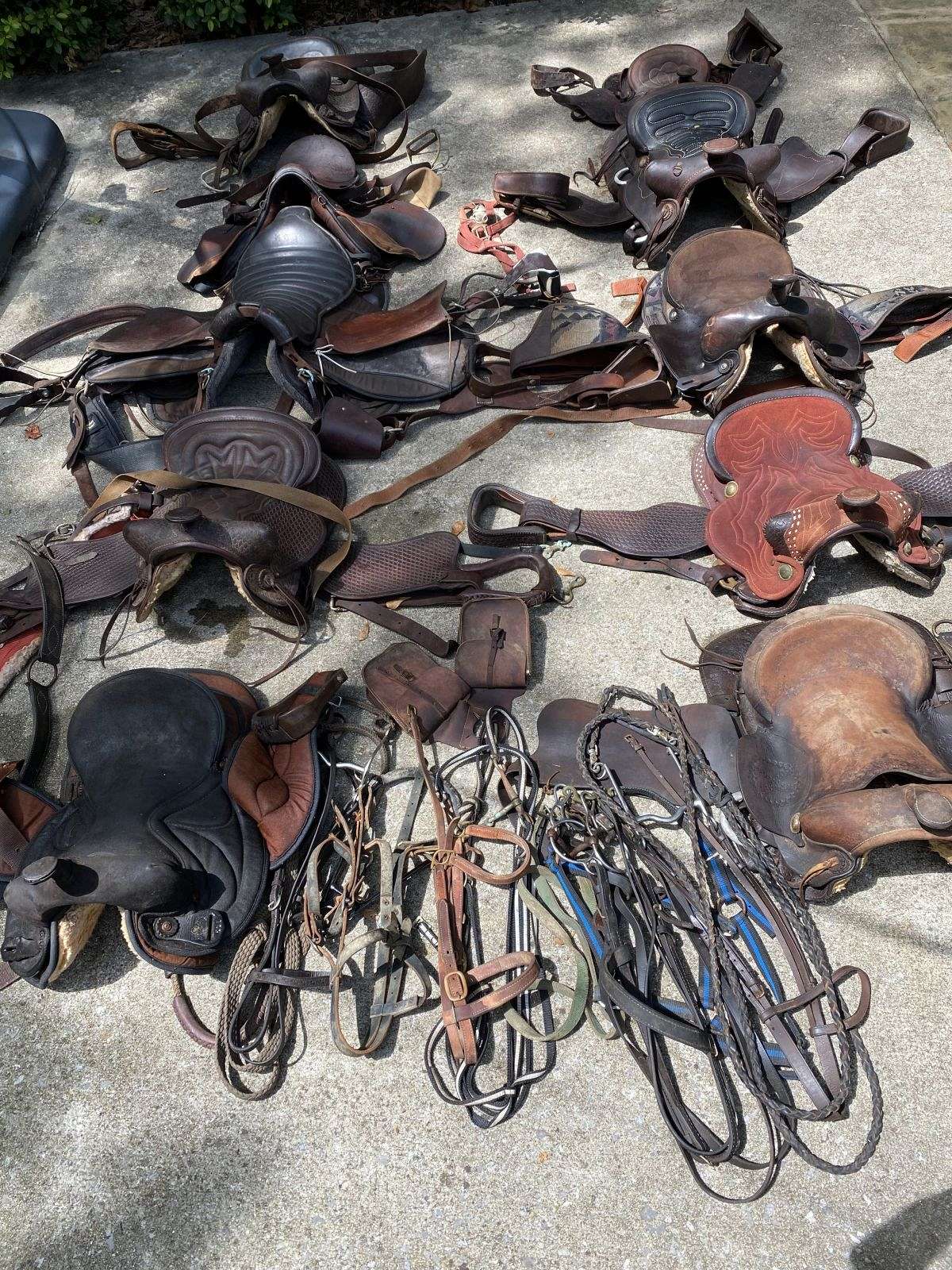 Saddles and Bridles for sale