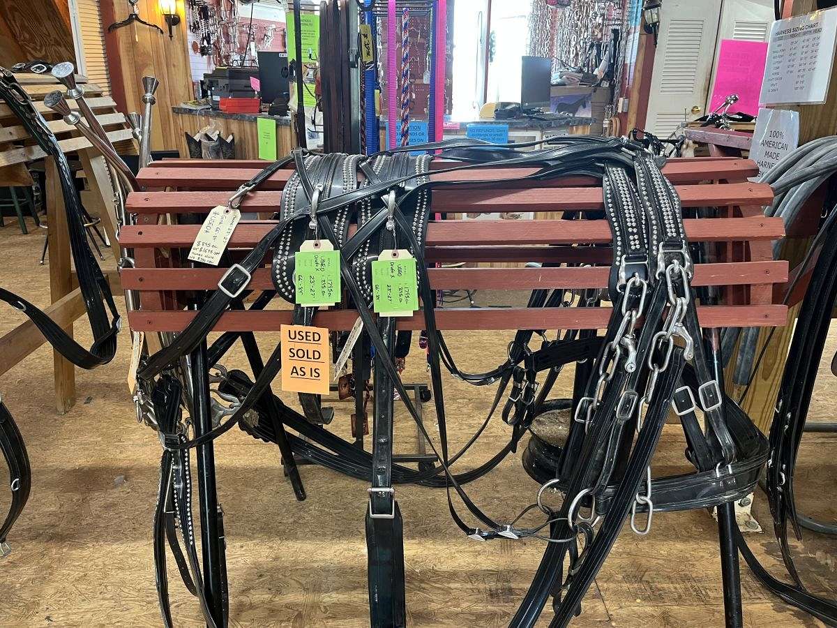 Draft Cross Team Show Harness w/ Stainless Hames