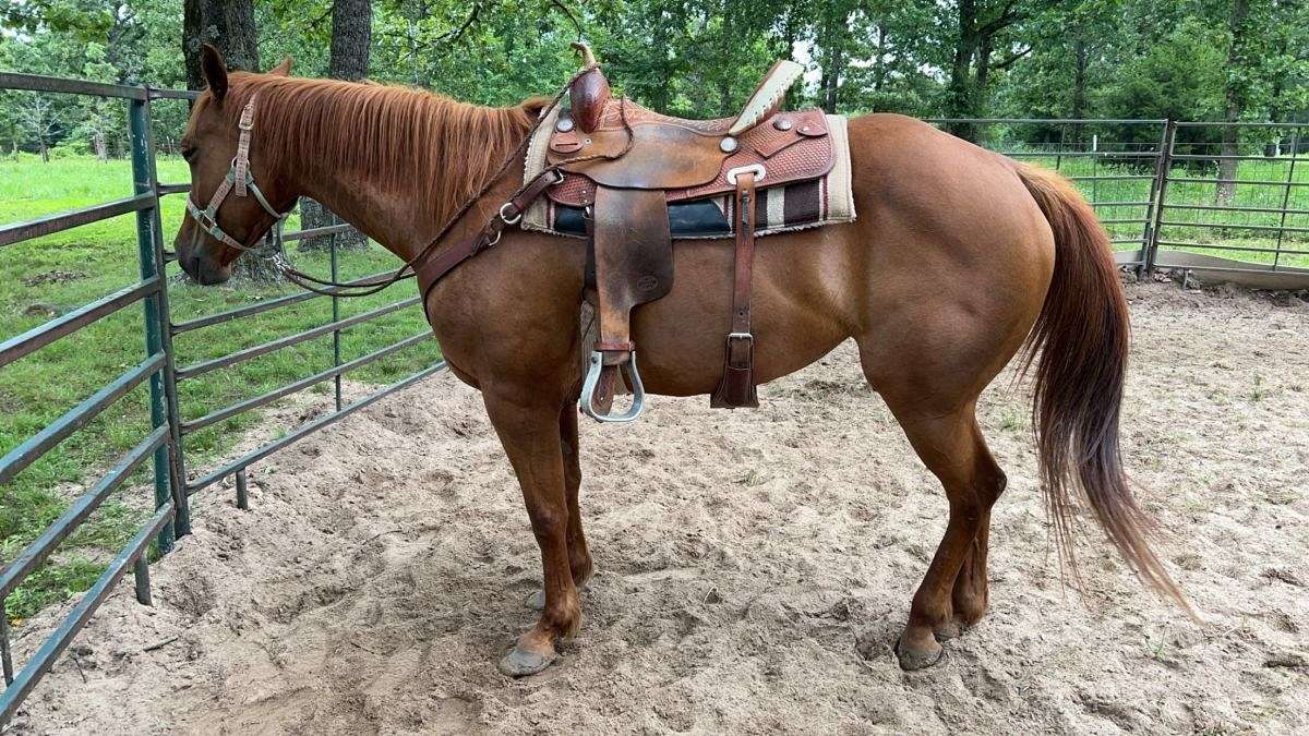 Genuine Billy Cook Cutting Saddle