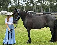 Blue Roan Draft Cross for Sale