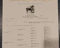 Super Sporty Morgan Gelding With Great Bloodlines & Huge Potential