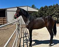 2024 Andalusian Stallion in San Diego, CA