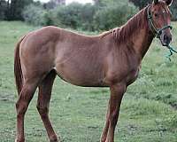 Look At This Beefcake! AQHA Red Dun Cow Reining Run Bred Filly