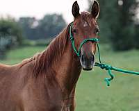 Look At This Beefcake! AQHA Red Dun Cow Reining Run Bred Filly
