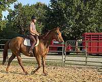 Hunter Jumper or Eventer Prospect