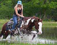 Loki - Stunning Ranch & Trail Horse 8 yo Sorrel Overo Paint Horse Gelding!