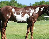 Loki - Stunning Ranch & Trail Horse 8 yo Sorrel Overo Paint Horse Gelding!