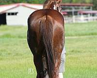 Loki - Stunning Ranch & Trail Horse 8 yo Sorrel Overo Paint Horse Gelding!