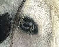 Xpretty Gypsy Mare British Cara