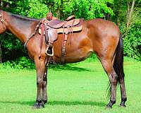 Very Broke Professionally Trained Bay Molly Mule, Reining, Ranch, Trail